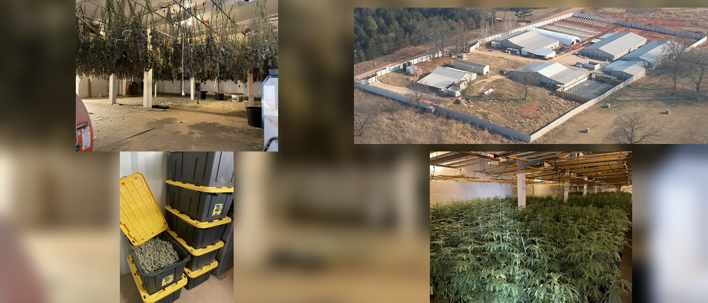 Oklahoma authorities seize thousands of marijuana plants in illegal ...