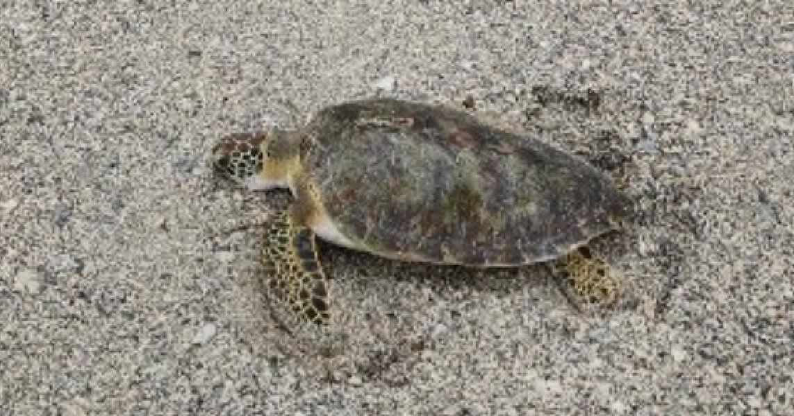 Cold weather threatens sea turtles along Texas coast | South Texas ...