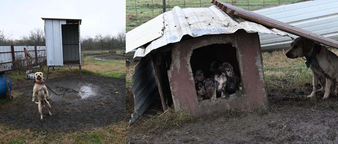 SPCA of Texas aids in removal of approx. 140 animals during Kaufman ...