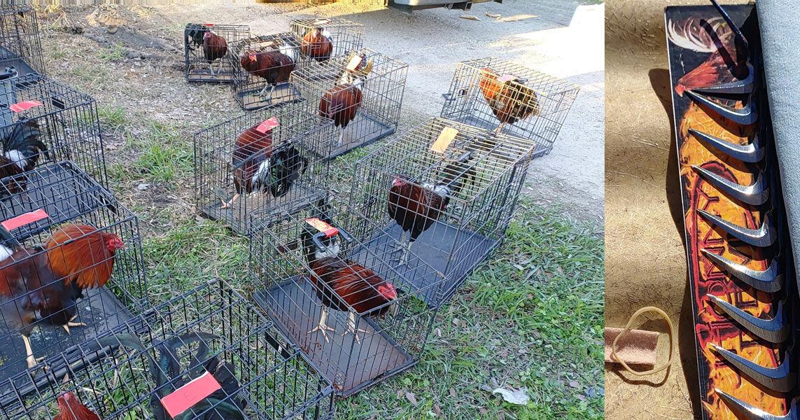 Over 100 fowls seized in a major Houston-area cockfighting bust | Upper ...