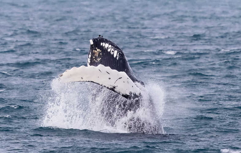 ‘One-in-a-million’ drone photos finally reveal famous whale’s gender ...