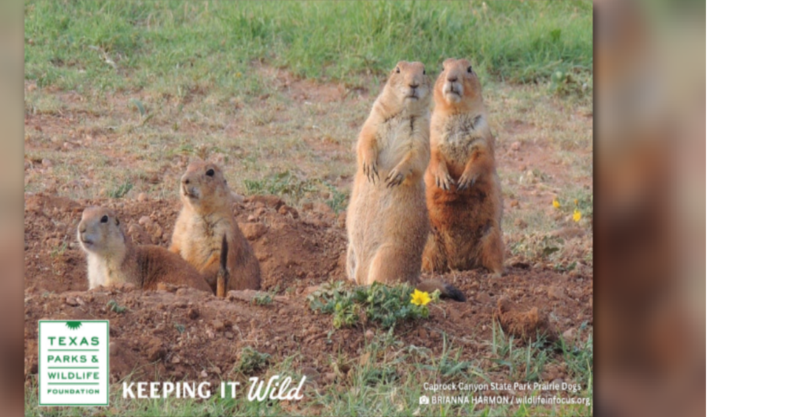 Texas Parks and Wildlife Foundation celebrates over 30 years of ...