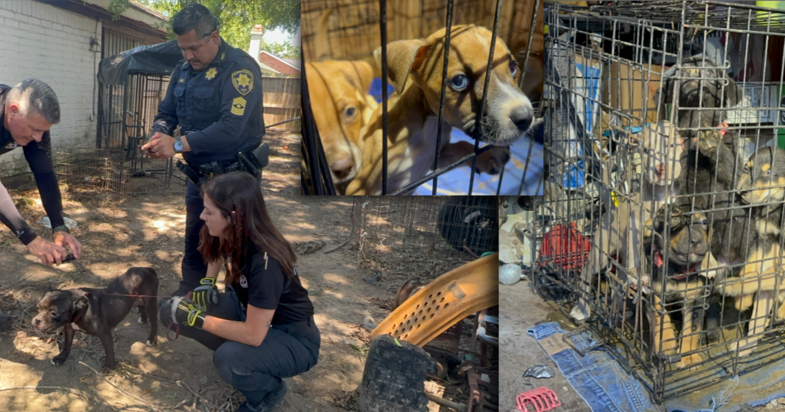 Nine dogs rescued after kitten set on fire | North Texas | mytexasdaily.com