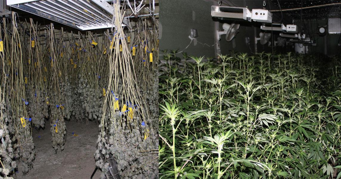 Oklahoma authorities seize thousands of marijuana plants in fraud ...