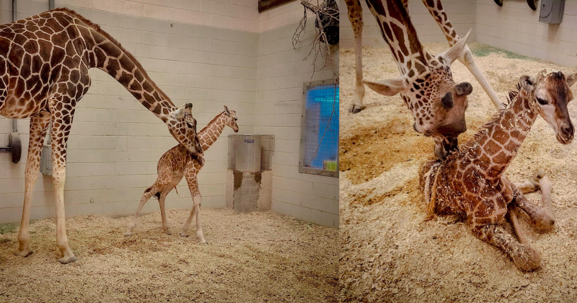 El Paso Zoo welcomes new six-foot baby giraffe, invites public to guess ...
