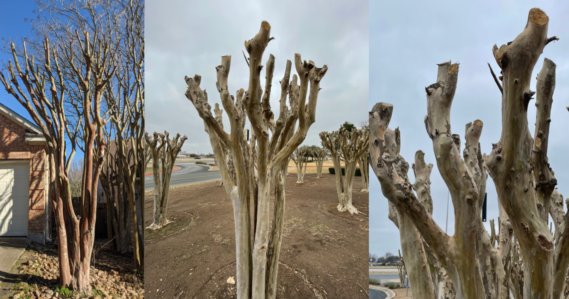 Texas A&M Forest Service warns against 'crape murder' to protect iconic ...