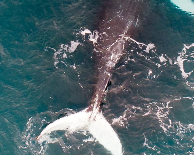 ‘One-in-a-million’ drone photos finally reveal famous whale’s gender ...