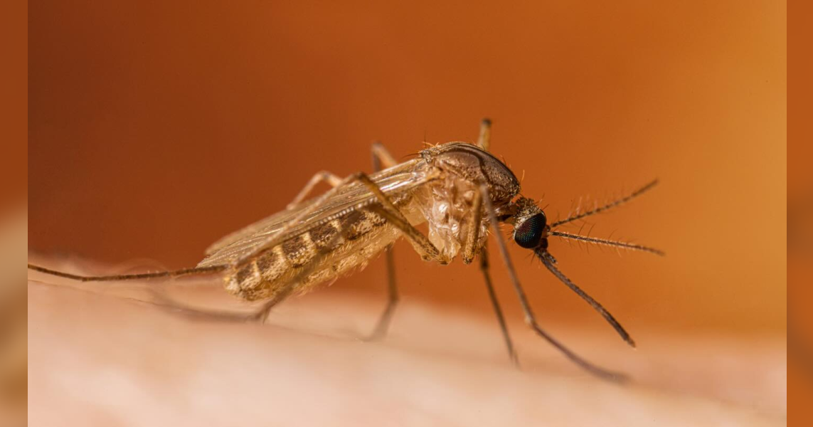 Mosquito control spraying scheduled in Dallas after West Nile Virus detection | North Texas ...