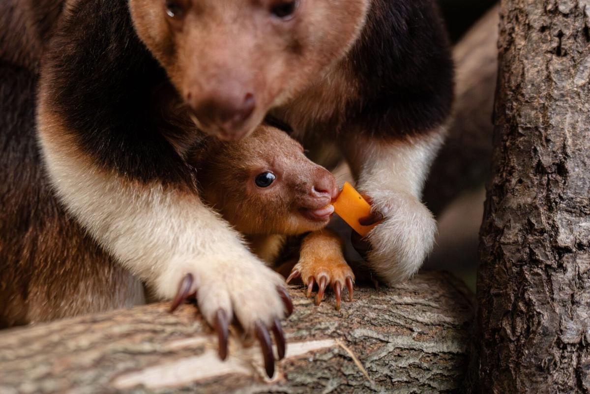 sad tree kangaroo