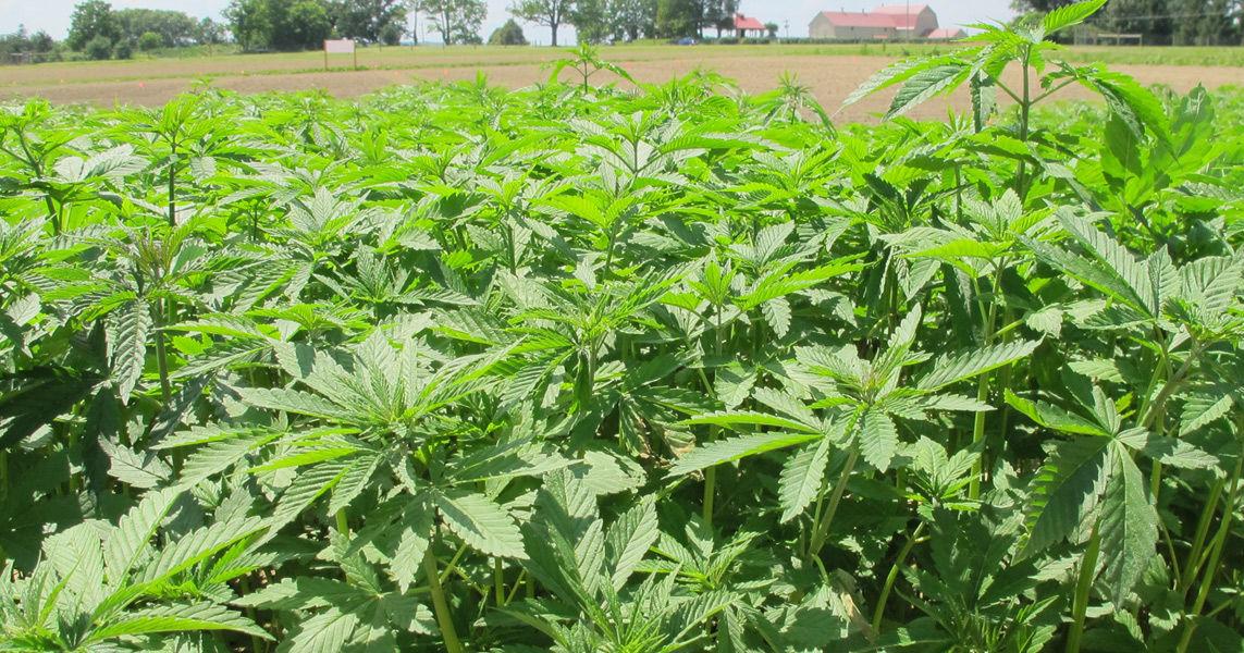 Hemp in Texas: Commissioner Miller issues first hemp license in Killeen ...