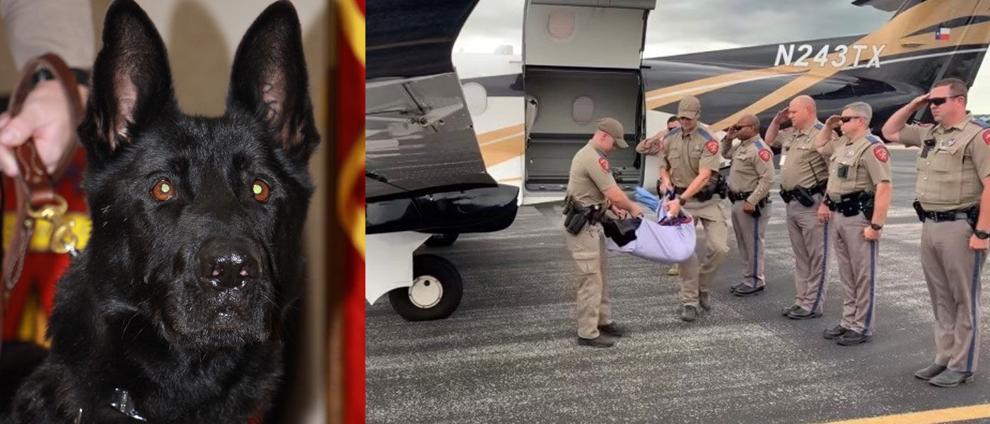 Texas DPS Narcotics K9 Bleck dies in line of duty | North Texas ...