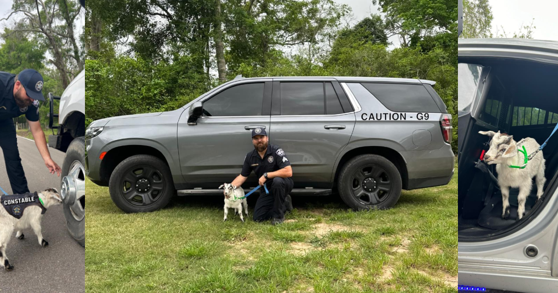 Brazoria County welcomes drug detection goat to constable's team ...