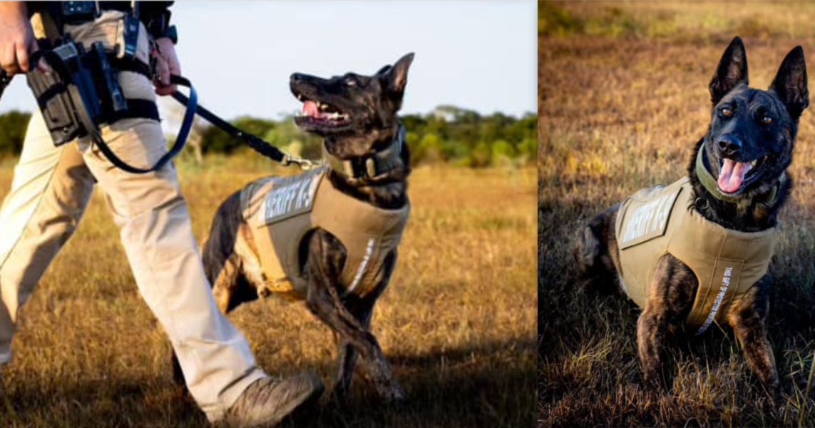 K9 Hunter tracks suspect after DWI incident in Jackson County | South ...