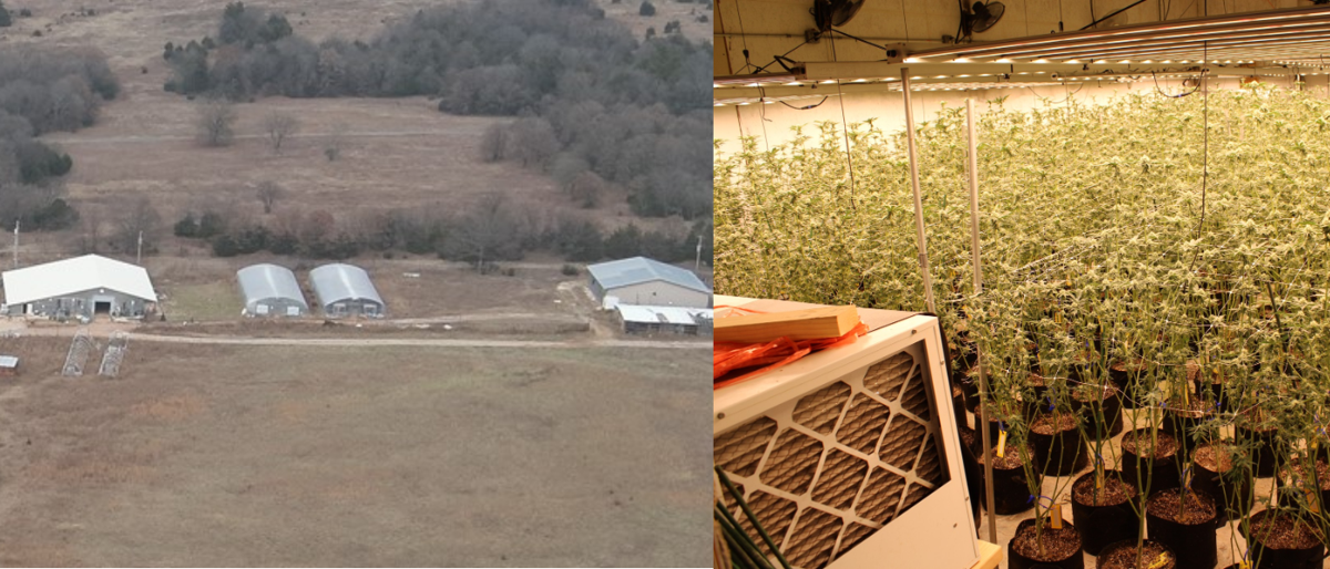 Oklahoma authorities seize thousands of illegal marijuana plants in ...