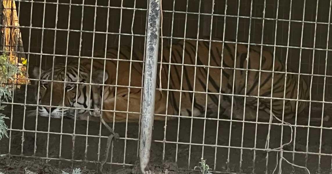 Dallas police seize tiger, other animals in cruelty investigation ...