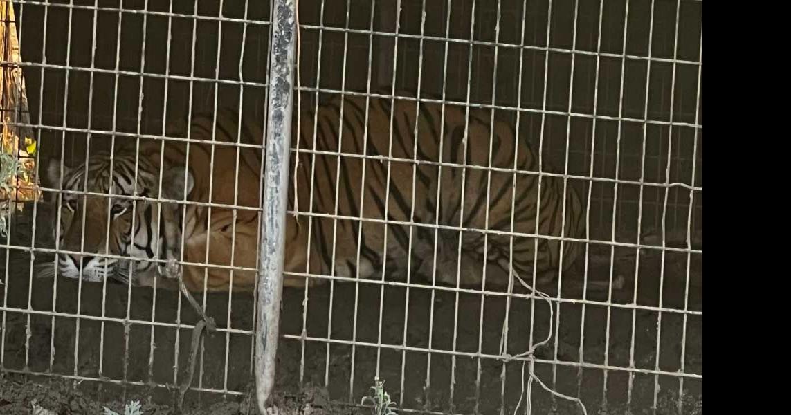 Dallas police seize tiger, other animals in cruelty investigation ...