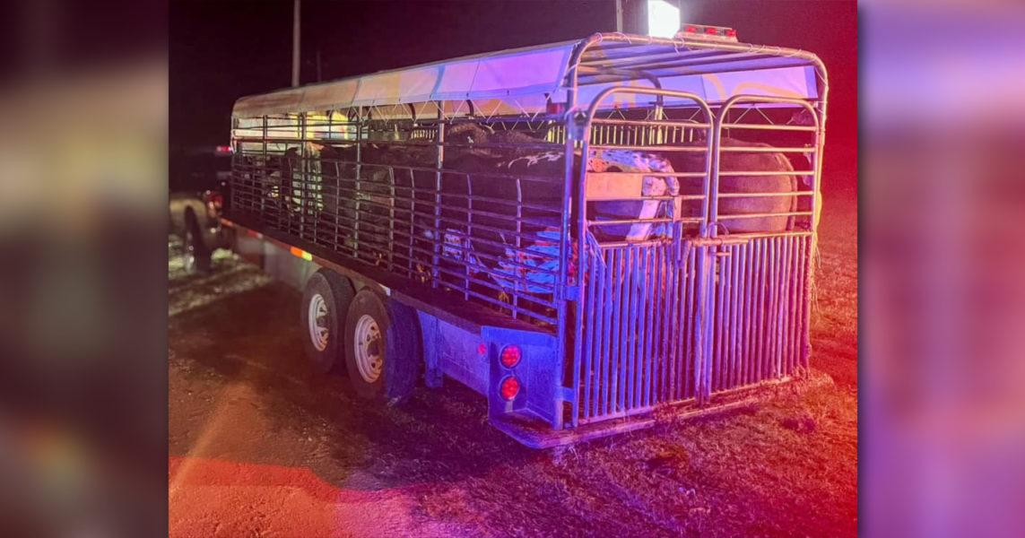 Three arrested in livestock theft case following multi-agency ...