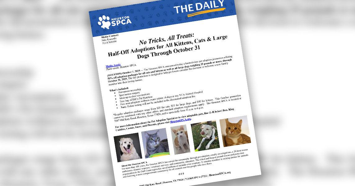 Houston SPCA offers half-off adoptions for cats, kittens, and large ...