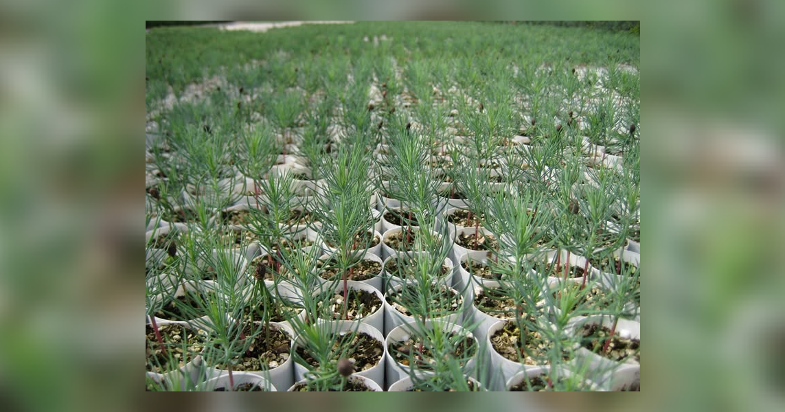 Texas A&M Forest Service promotes tree planting in winter and early ...