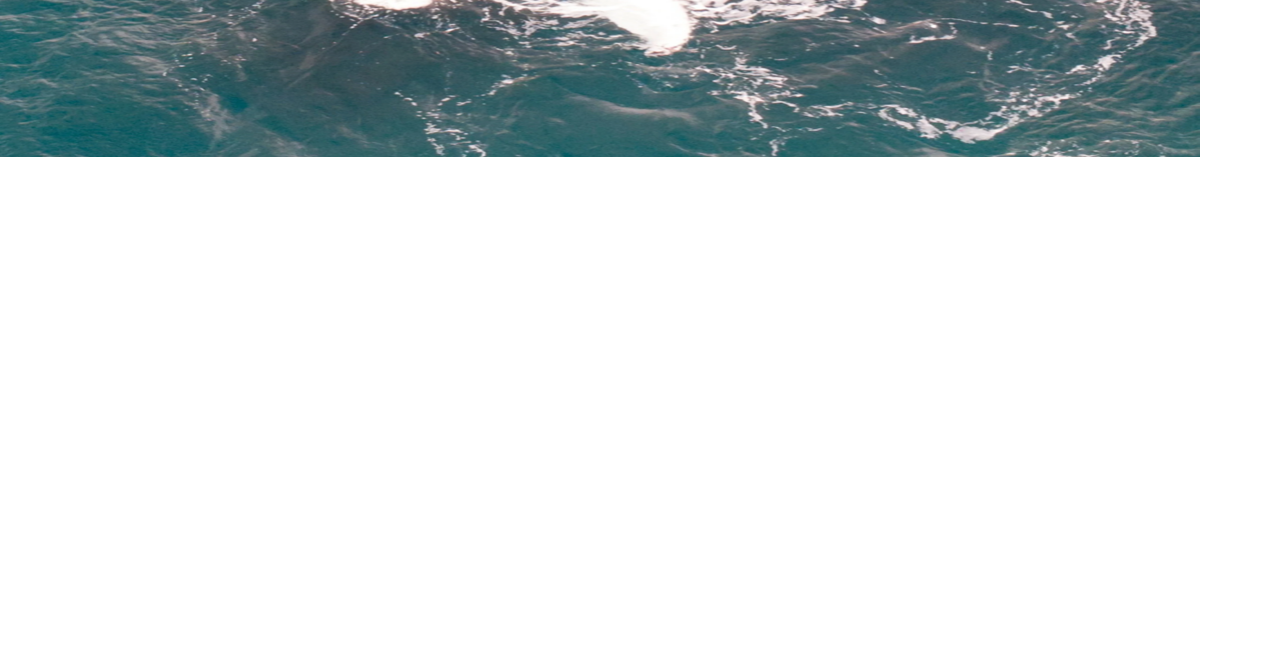 ‘One-in-a-million’ drone photos finally reveal famous whale’s gender ...