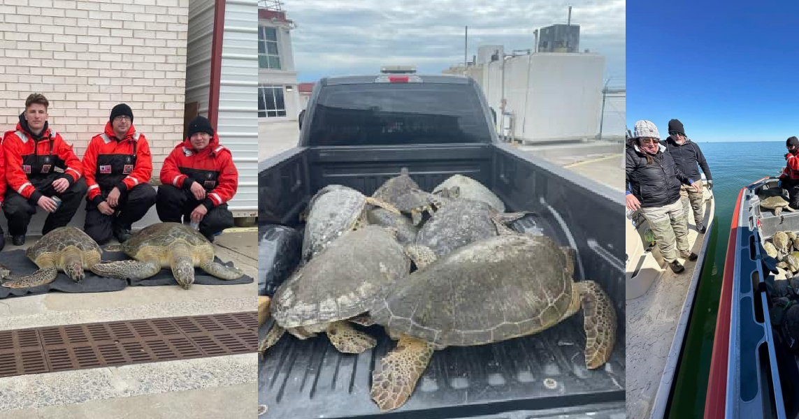 Coast Guard and Texas agencies unite to rescue cold-stunned sea turtles ...