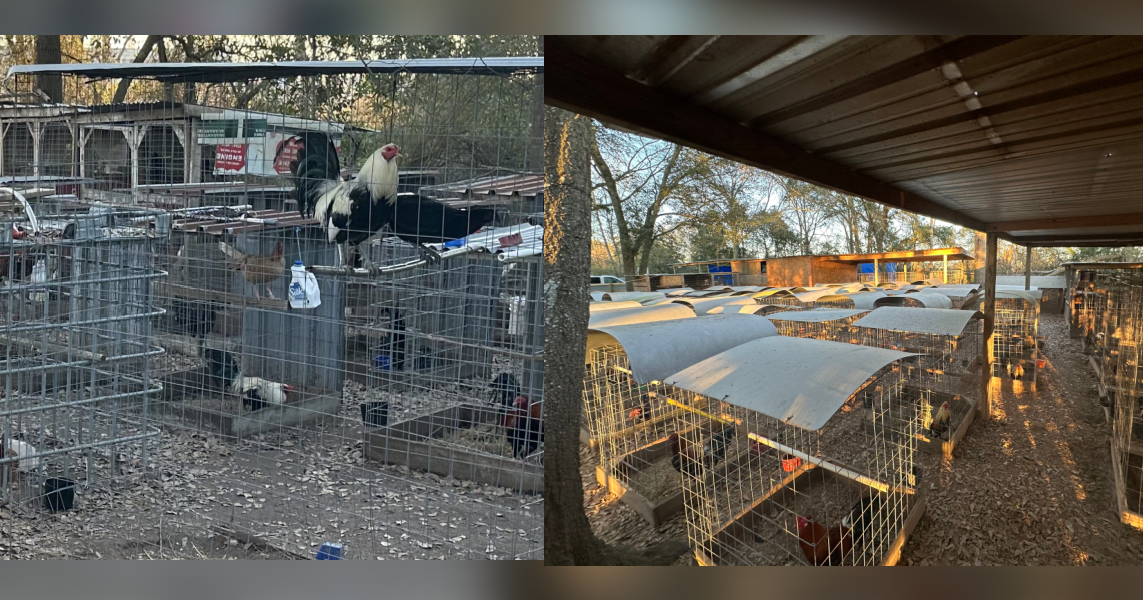 200 roosters seized in illegal cockfighting operation in Houston ...