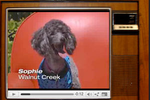 KOFY TV Dog Photo Contest | | napasonomamagazine.com