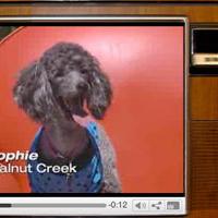 KOFY TV Dog Photo Contest | | napasonomamagazine.com