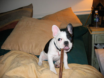 KOFY TV Dog Photo Contest | | napasonomamagazine.com