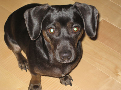 KOFY TV Dog Photo Contest | | napasonomamagazine.com