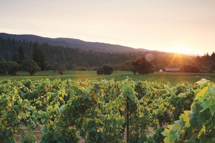 Long Meadow Ranch: Going Full Circle | Eat | napasonomamagazine.com