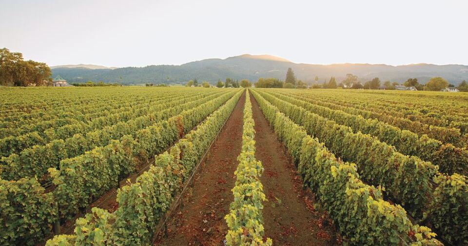 Rutherford's Magic Dust | Drink | napasonomamagazine.com