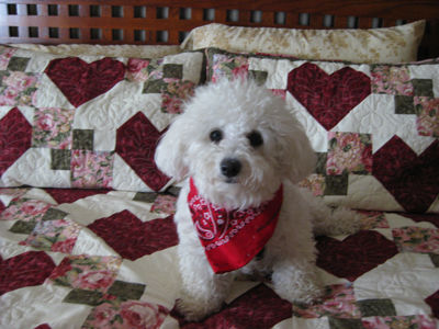 KOFY TV Dog Photo Contest | | napasonomamagazine.com