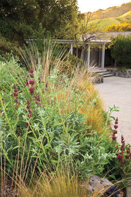 Going Native | | napasonomamagazine.com