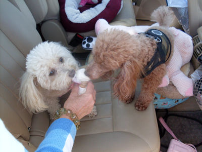 KOFY TV Dog Photo Contest | | napasonomamagazine.com