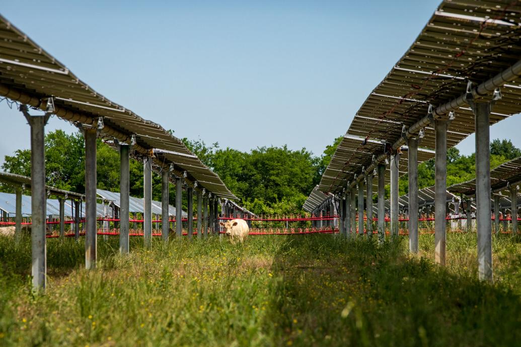 Silicon Ranch blends solar, cattle farming in Tennessee | Technology ...