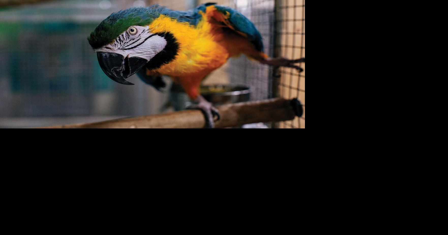 Exotic Avian Sanctuary of Tennessee | Writers-choice | nashvillescene.com