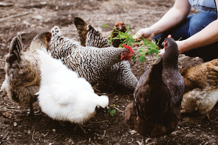 Summer Guide 2019: Forest Gully Farms | Cover Story | nashvillescene.com