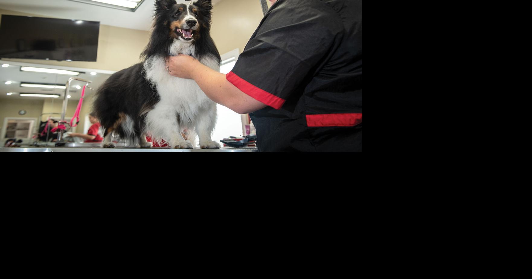 Miss Kitty’s Dog Resort | Kids & Pets Readers' Poll | nashvillescene.com