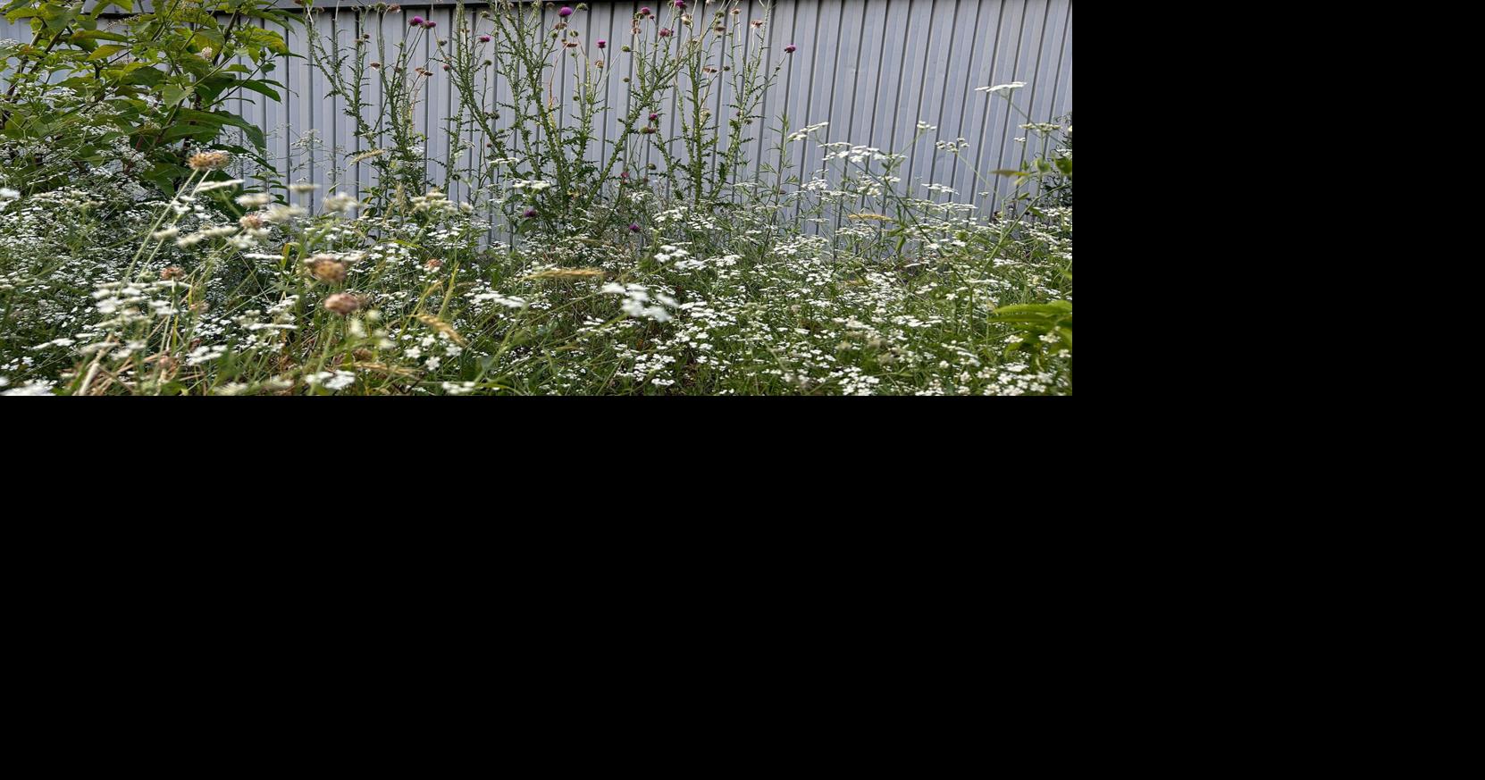 Don’t Look Up | Vodka Yonic | nashvillescene.com