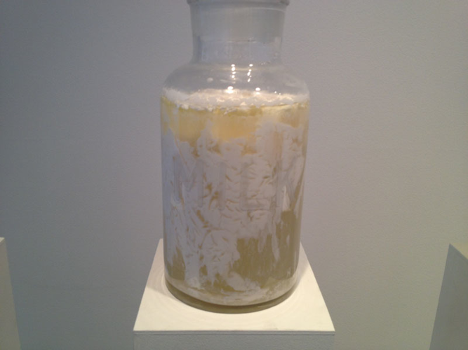 Before and After: Mathilde Roussel's Botanical Art | Arts & Culture ...