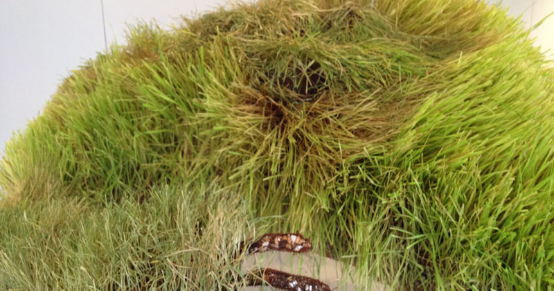 Before and After: Mathilde Roussel's Botanical Art | Arts & Culture ...