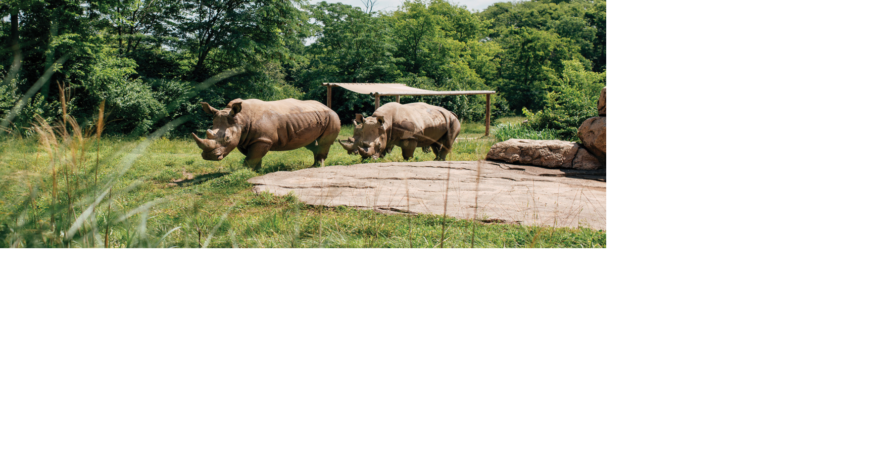 The Pet Issue 2020: The Zoo Normal | Cover Stories | nashvillescene.com