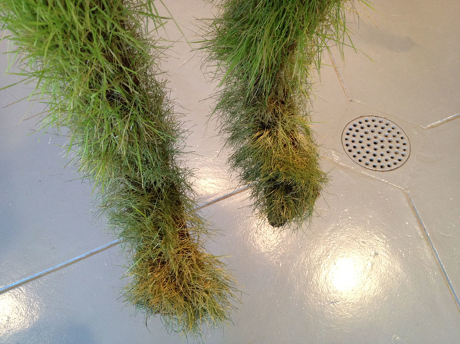 Before and After: Mathilde Roussel's Botanical Art | Arts & Culture ...