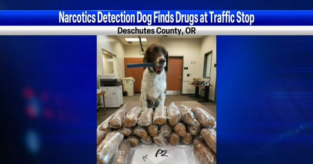 Oregon narcotics dog finds over 30 pounds of drugs | News | nbcrightnow.com