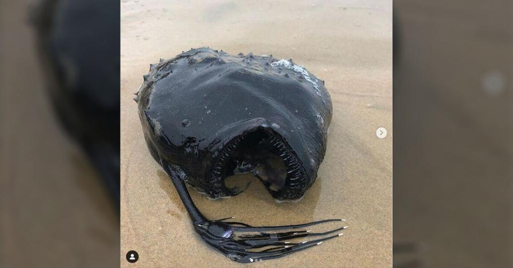 Deep sea angler washes up on California beach | News | nbcrightnow.com