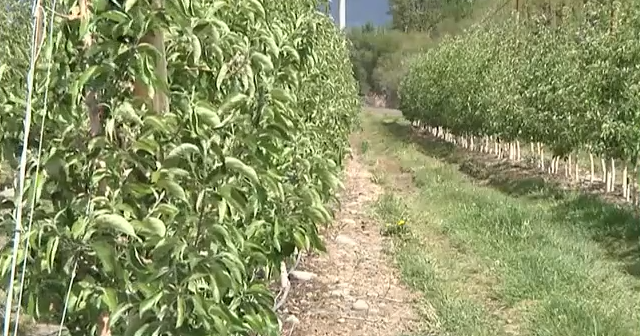 Former orchard land in Central Washington could have high levels of ...