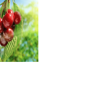 WA cherries | | nbcrightnow.com