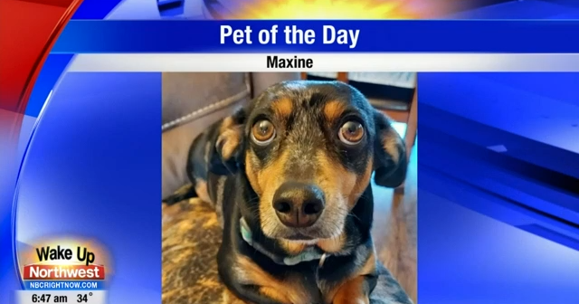 Pet of the Day: Maxine | Top Video | nbcrightnow.com