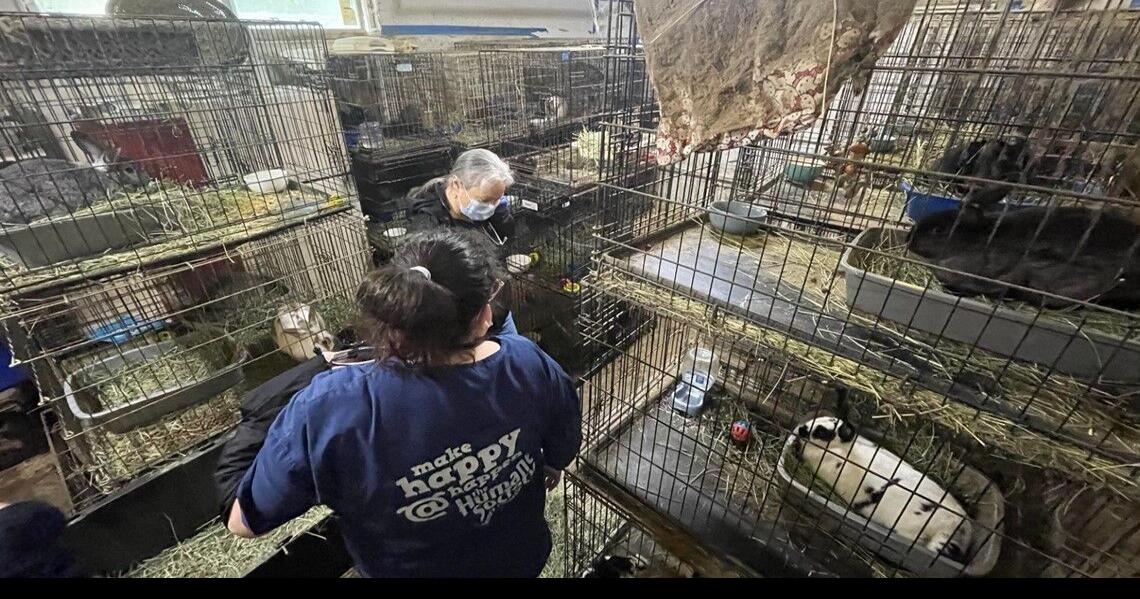 Over 200 rabbits confiscated from Puyallup home | News | nbcrightnow.com
